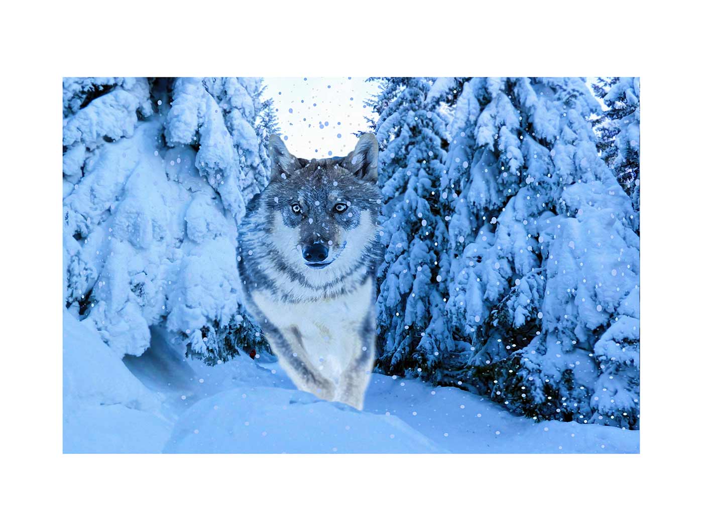 White Wolf Painting Art Print.