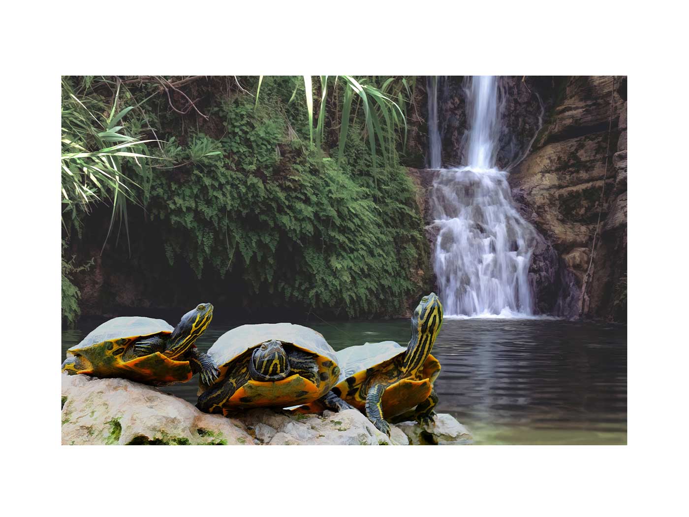 Turtle Oil Painting Art Print.