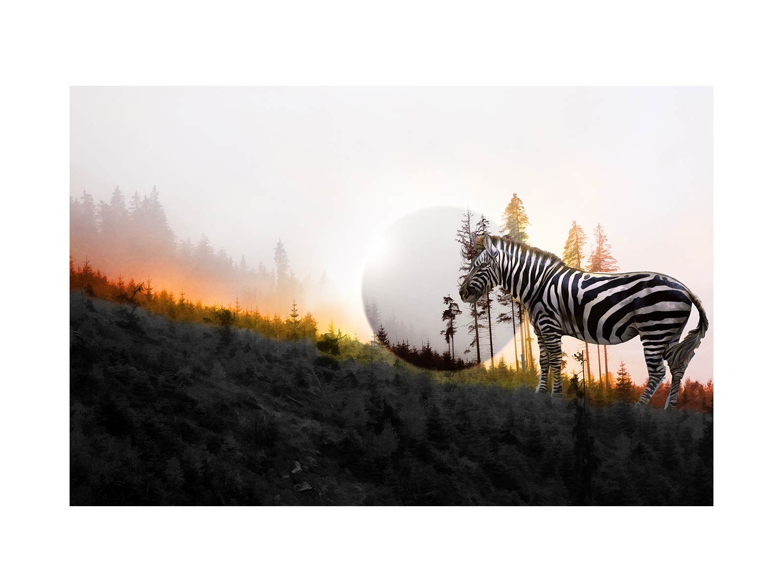 Zebra Moon Painting Art Print.