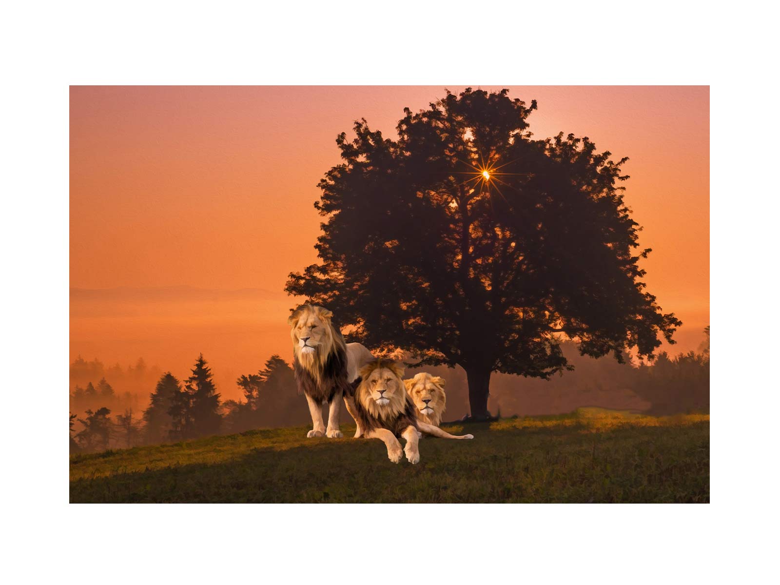 Three Lions Painting Art Print.